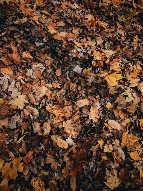 Page 2 Rustling Leaves Images Free Download On Freepik