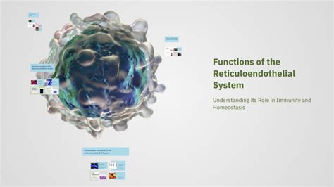 Functions Of The Reticuloendothelial System By Prachi Kore On Prezi