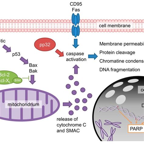 Pro Apoptotic And Anti Apoptotic Pathways In Cancerogenesis Both