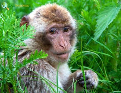 Barbary Macaque Characteristics Macaca Sylvanus Facts