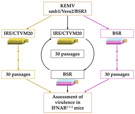 Ijms Free Full Text Age And Sex Associated Pathogenesis Of Cell