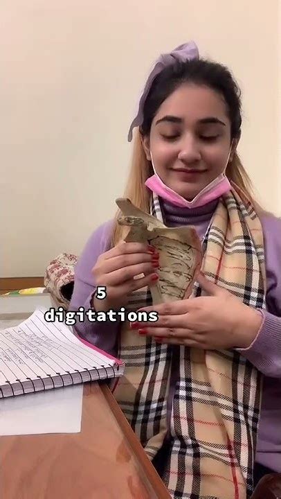 Muscles Of Scapula Insertions Youtube