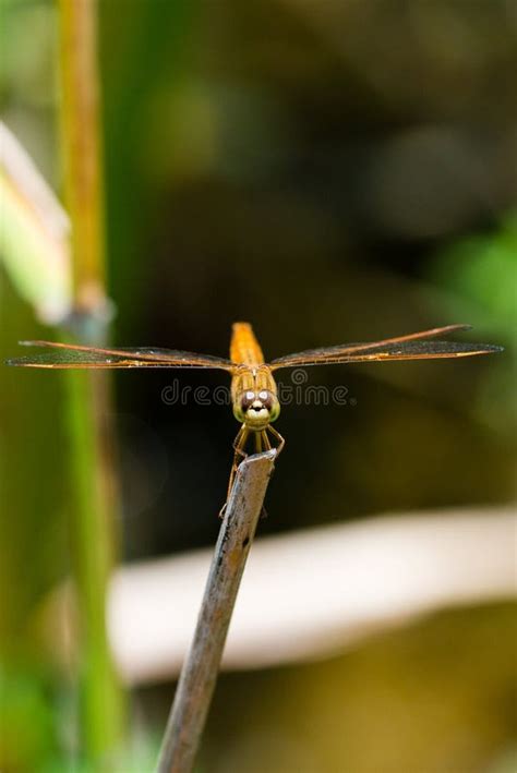 Dragonfly Sitting On A Branch With Glistening Light Of Waves Stock