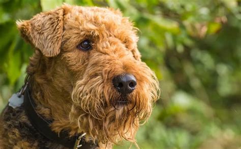 Airedale Terrier Grooming Pattern