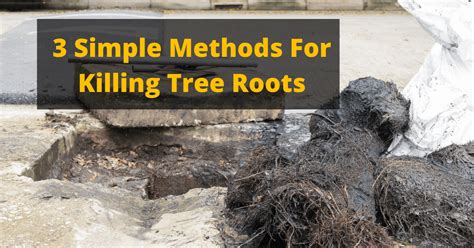 3 Bullet Proof Solutions For Killing Tree Roots In Your Sewer Line Within 48 Hours