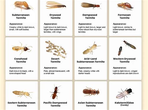 Termite Identification Chart Designs Themes Templates And