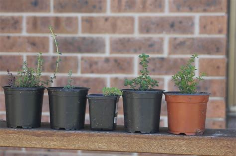 Mudflower Comparison Of Thyme Varieties