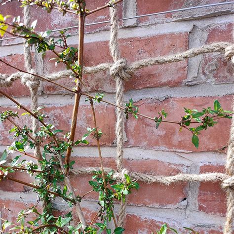 Buy Hanging Jute Rope Trellis Delivery By Primrose