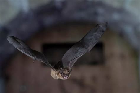 Bat Has Penis So Long It Cant Have Sex Instead Uses It As Extra Arm