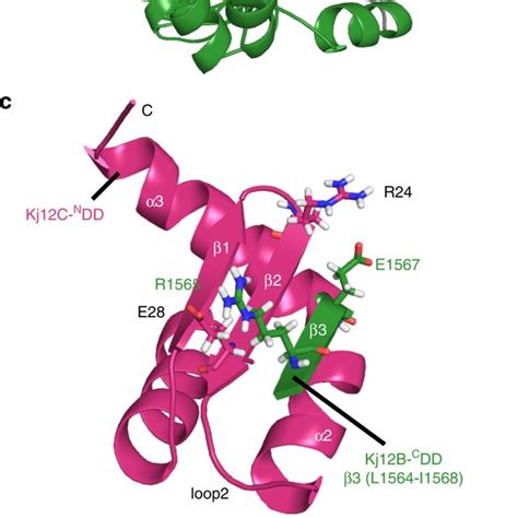 Docking Domain Interaction A Sequence Alignment Of Kj12a C Dd And