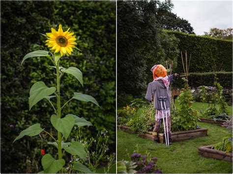 Engagement Photos At Home And Royal Botanic Garden Edinburgh