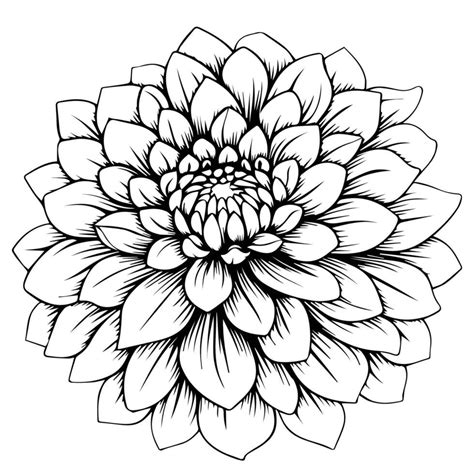 Line Design Of Dahlia Flower 24642756 Vector Art At Vecteezy