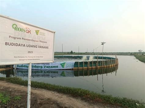 Farmers In Banten Earn Tens Of Millions From Vaname Shrimp