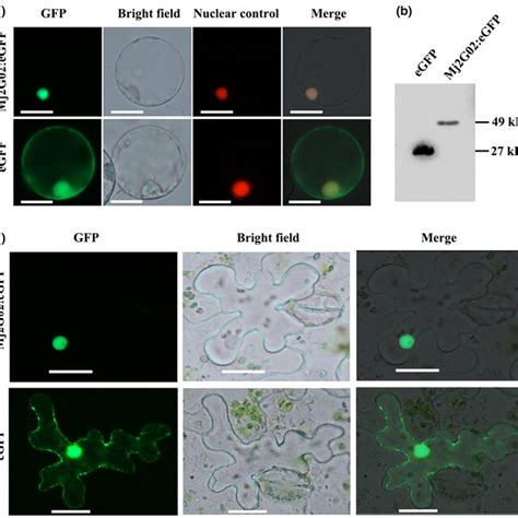 Subcellular Localization Of Mj2g02 In Plant Cells A Pcambia