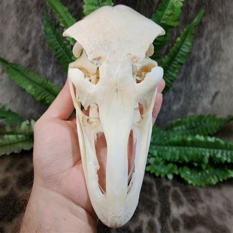 Ostrich Skulls Skullstore Inc
