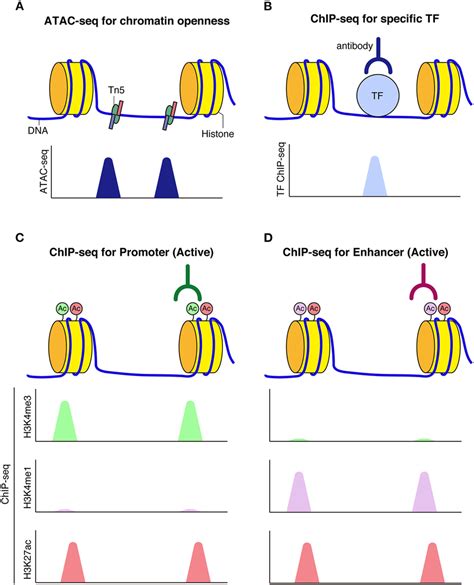Context Dependent Alterations Of Chromatin Interactions A
