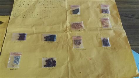 Generation Science Science Assignment The Seed