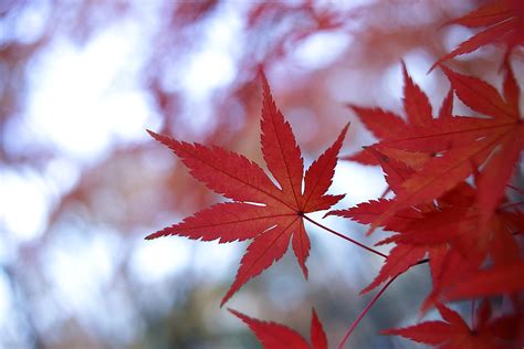 무료 이미지 분기 햇빛 빨간 가을 시즌 단풍 나무 단풍잎 35mm 총서 F2 E55 라이카 꽃 피는 식물 우디 식물 육상 식물 1920x1280