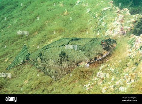 Atlantic Halibut Hippoglossus Hippoglossus At Northern Norway Stock