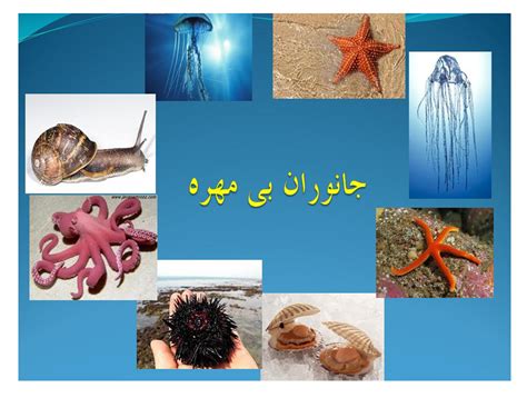 دانلود فایل پاورپوینت بی مهرگان پایه چهارم دبستان فاپول