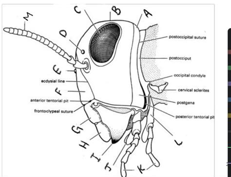 Entomology Anatomy Flashcards Quizlet