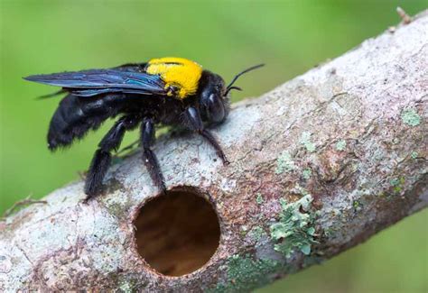 Why Do Carpenter Bees Make Holes In Wood Radar Pest Control