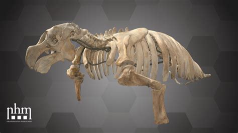 Stellers Sea Cow Nhmw Zoo Mamm 614 Download Free 3d Model By