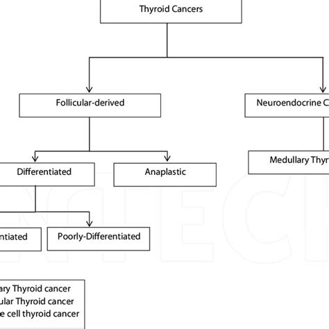 Approach To Thyroid Nodule Based On Ata Guideline 51 Download
