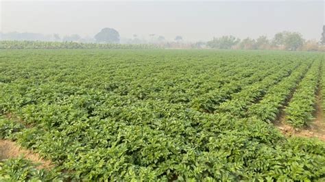 Devendra Singh On Linkedin Potato