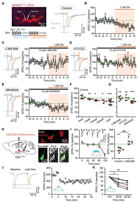 Figures And Data In Oxytocin Functions As A Spatiotemporal Filter For Excitatory Synaptic Inputs