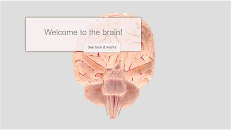 3d Brain