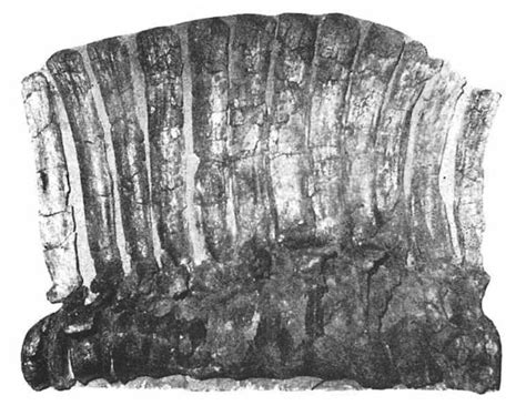 Barsboldia Gentle Giant Herbivore Of The Late Cretaceous