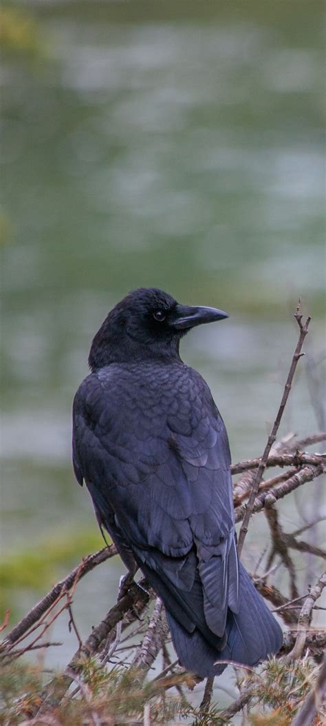 Picture Of An American Crow About Wild Animals