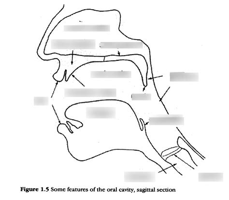 1 2 Diagram For Exam 1 Diagram Quizlet