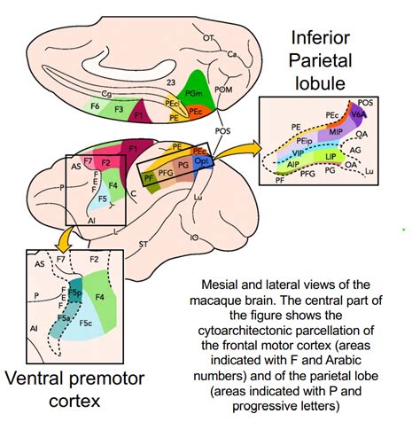Diagram Of Paretio Frontal Mirror Neuron System Quizlet