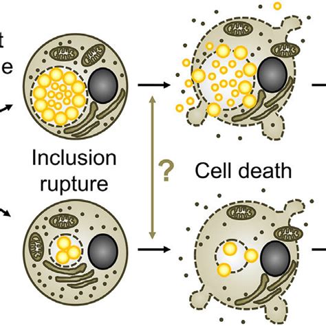 Host Cell Death As Consequence Of Inclusion Instability A Host Cell