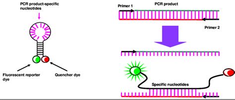 Figure A 7 An Illustration Of Molecular Beacons Prior To