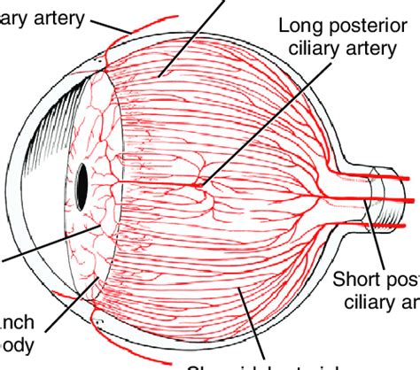 Arterial Supply Of The Vascular Tunic Download Scientific Diagram
