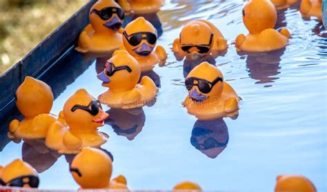 Numbered Ducks In A Carnival Game Stock Image Image Of Orange Macro 262972937