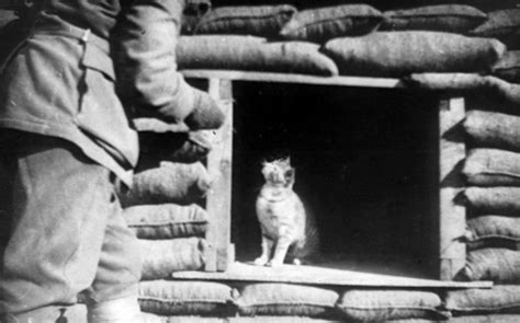 20 Historical Photos Of Cats And Their Soldiers In World War I And Ii