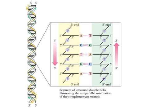 Dna Tertiary Structure 2022 Pdf