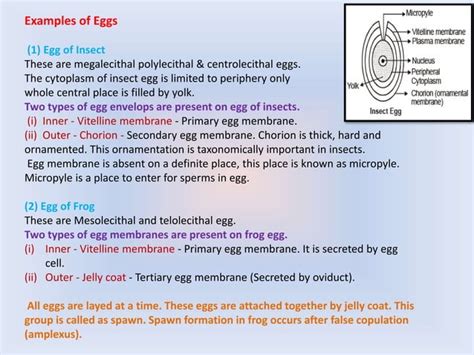 Types Of Egg Classification Of Eggs Structure Of Frog Egg Structure