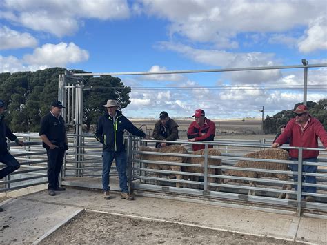 Sheep Classing Day Collinsville Stud Merinos