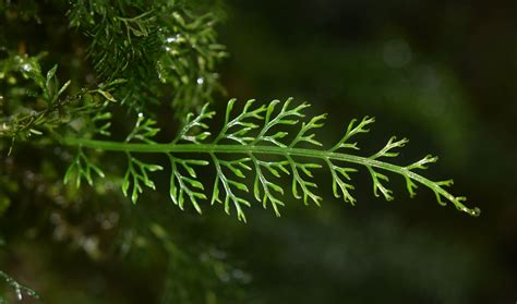 Asplenium Dichotomum Ferns And Lycophytes Of The World