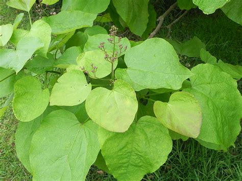Á R B O L E S (T R E E S) y P A L M E R A S (P A L M S): Catalpa bignonioides Walter (CATALPA)