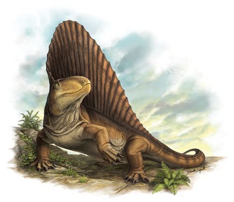 Dimetrodon