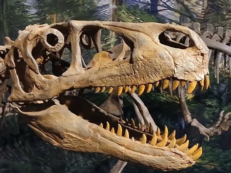 Utahraptor Skull Utahraptor Science Over A Cuppa