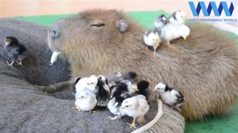Capybara Being Friends With Other Animals 😍😍 Ausgestopftes Tier