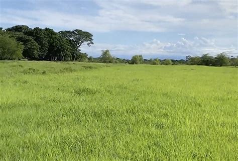 Hacienda Que Le Apuesta Al Heno De Pasto Angleton Contexto Ganadero