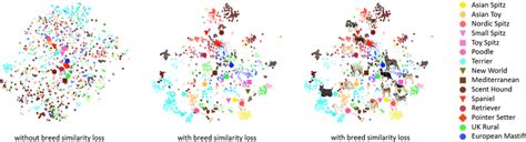 learned latent space t sne van der maaten and hinton 2008